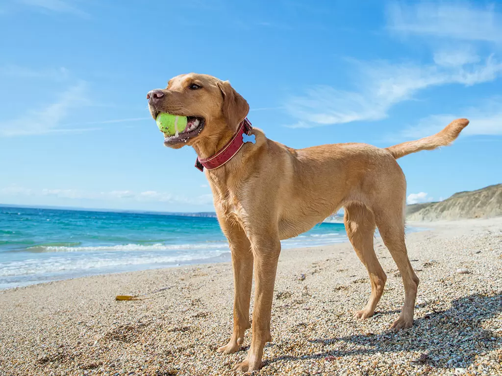 Can your Dog Sunburn and how to naturally protect your dog from the sun