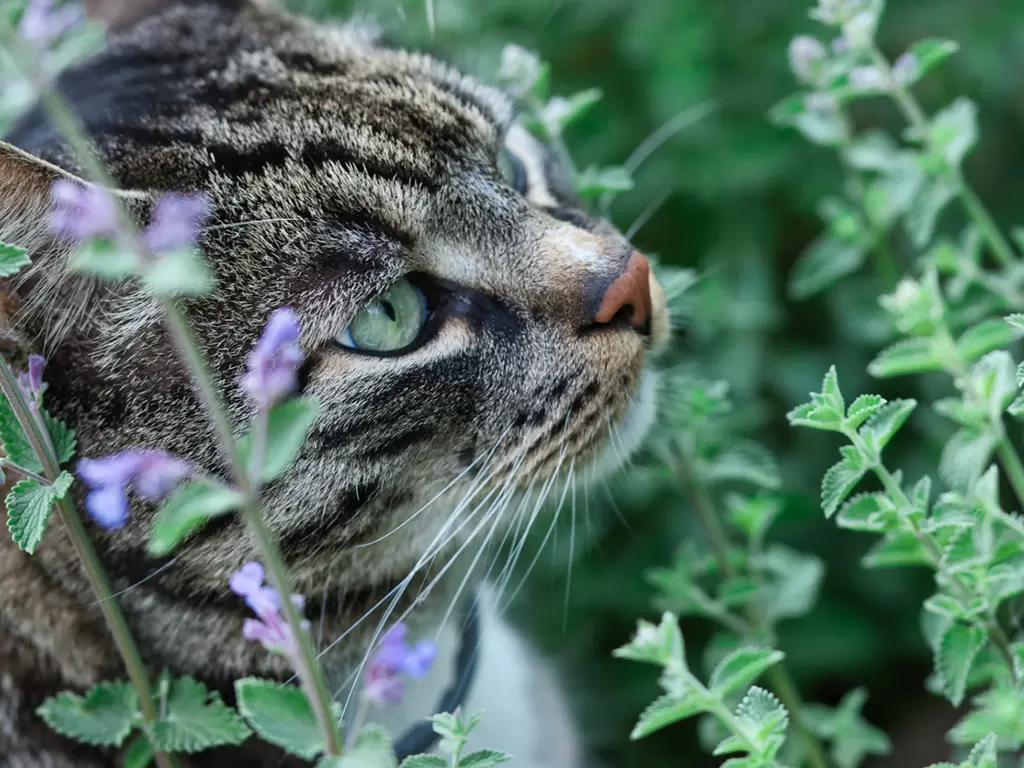 Catnip and Cats and the hidden benefits